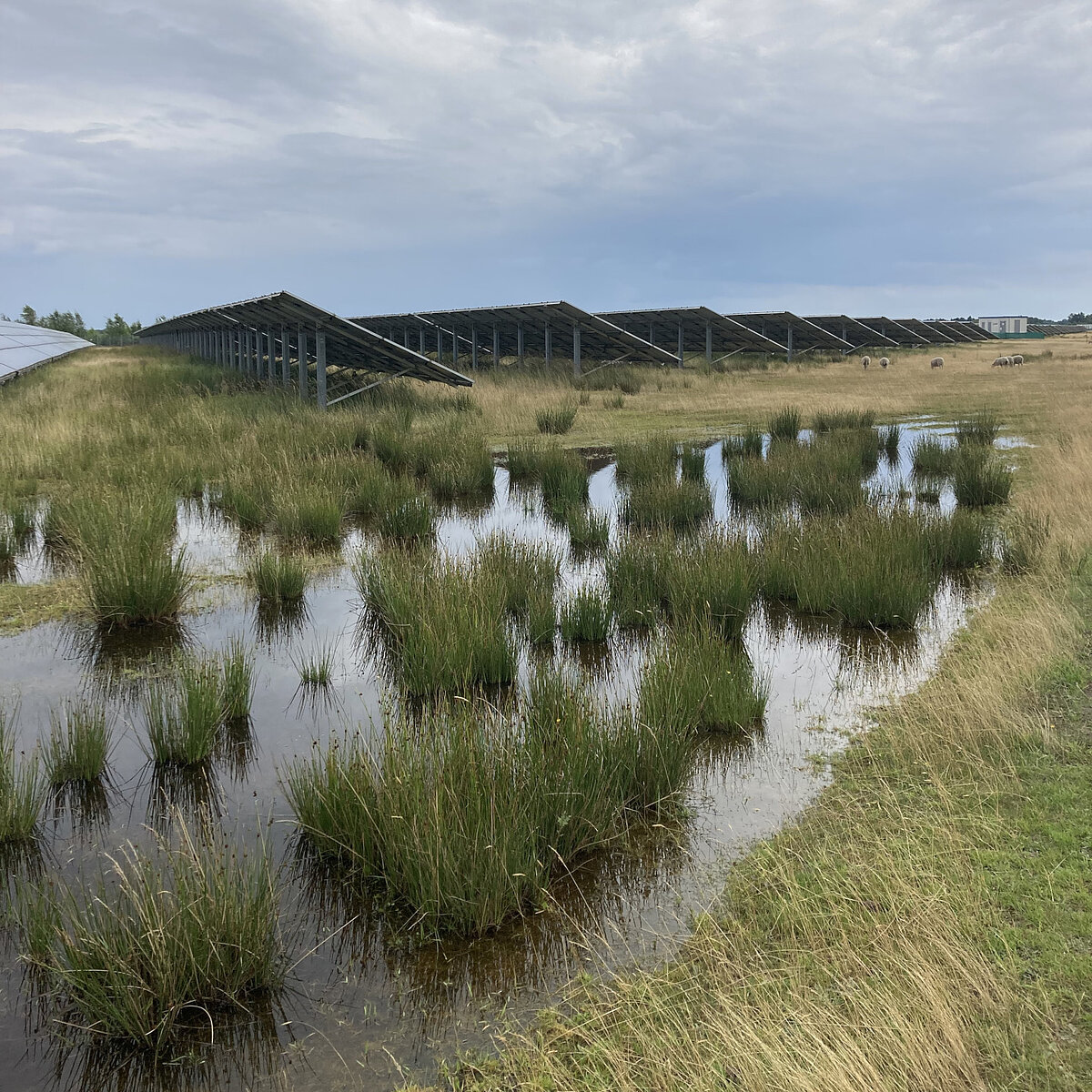 How a dredged bog is turned into a new biotope - JUWI